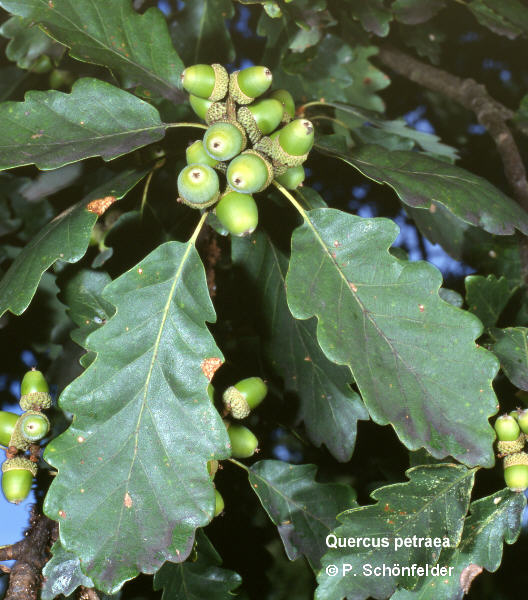 Peter und Ingrid Schoenfelder - Der neue Kosmos-Heilpflanzenfuehrer (dr-dt-on)